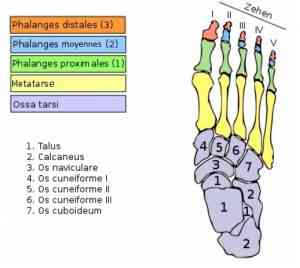 Métacarpe ou Métatarse ? Distinguez main et pied facilement