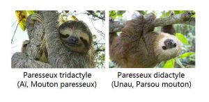 Paresseux à deux ou trois doigts ? | Comprendre aujourd'hui, retenir ...