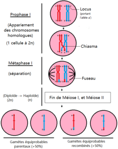 Crossing-Over et Non-disjonction | Comprendre aujourd'hui, retenir pour ...