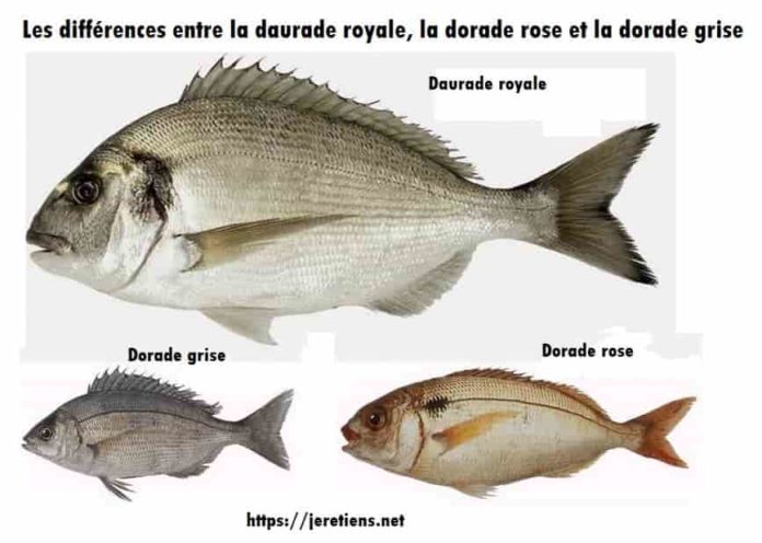 daurade_royale_dorade_rose_dorade_grise_différence