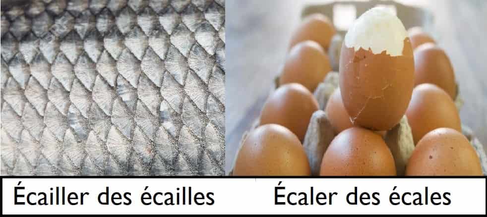 Écaler ou écailler ? | Comprendre aujourd'hui, retenir pour demain
