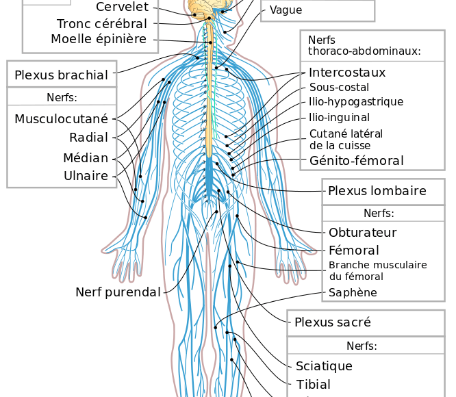 système_nerveux_tous_les_nerfs