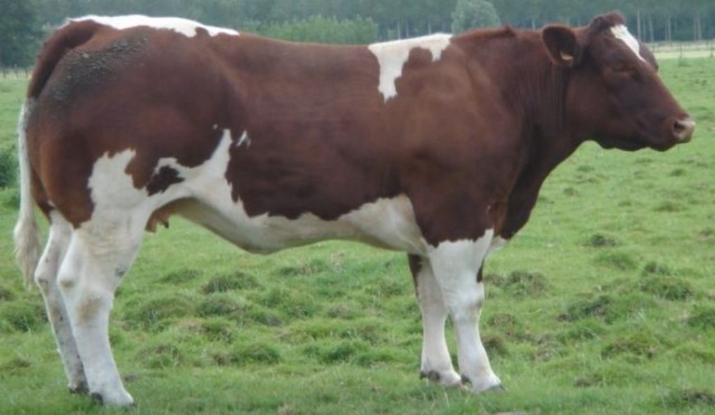 Races de vaches françaises : le guide complet pour les reconnaître