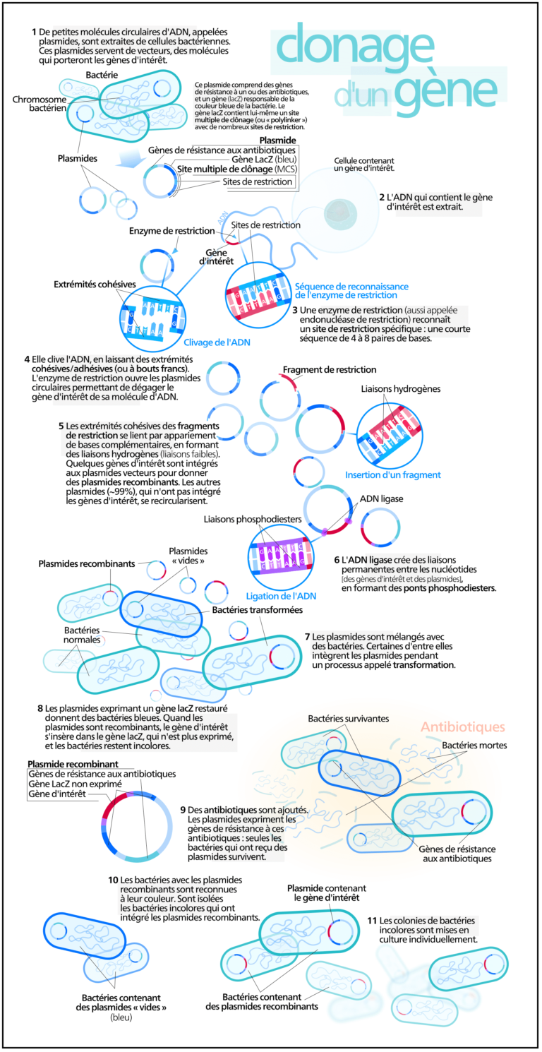 Comment le clonage se fait-il ? | Comprendre aujourd'hui, retenir pour demain