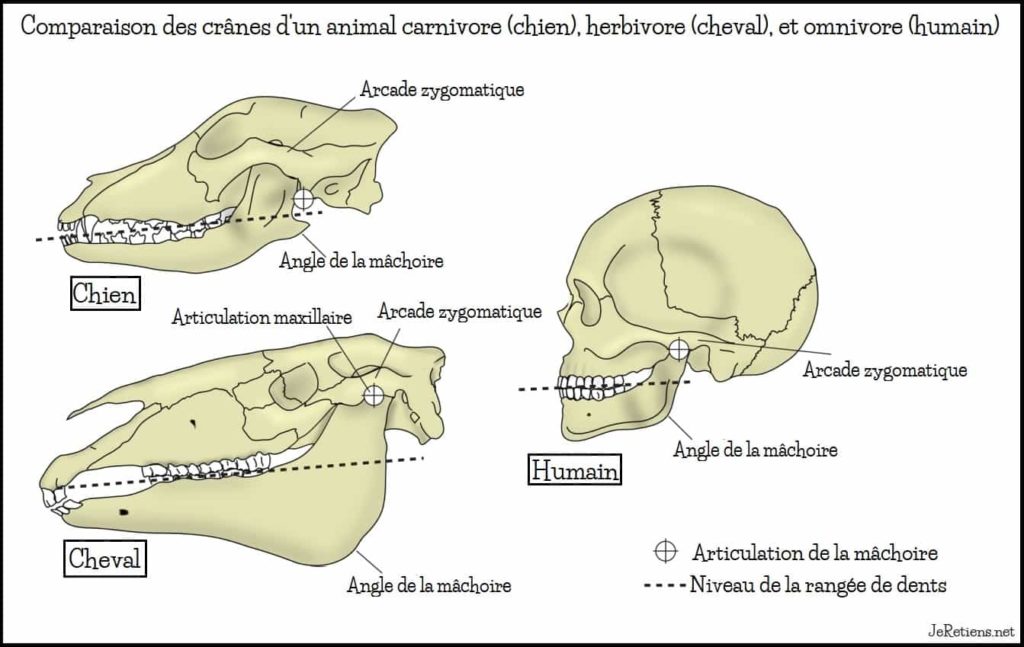 Les animaux herbivores et les animaux carnivores | Comprendre aujourd ...