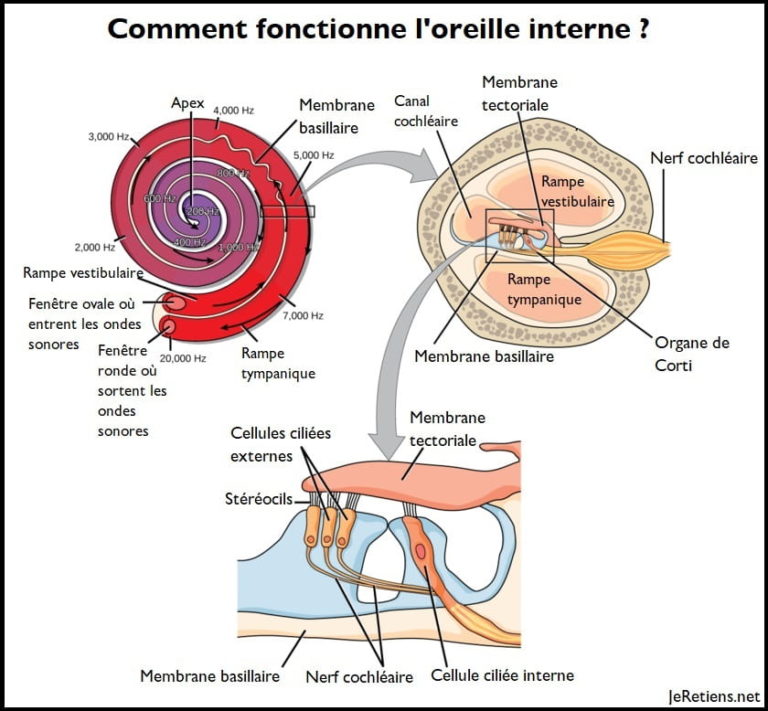Le son : comment fonctionnent l’ouïe, l’oreille et l’équilibre